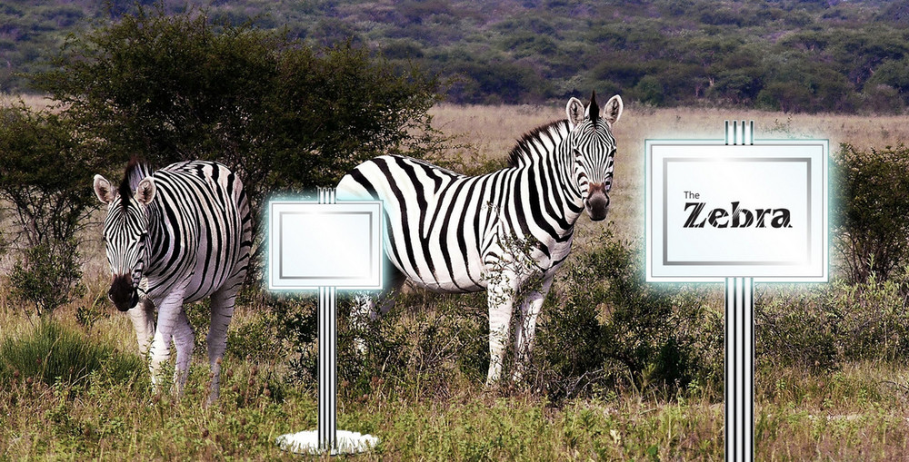 The Zebra illuminated display family | Durleigh